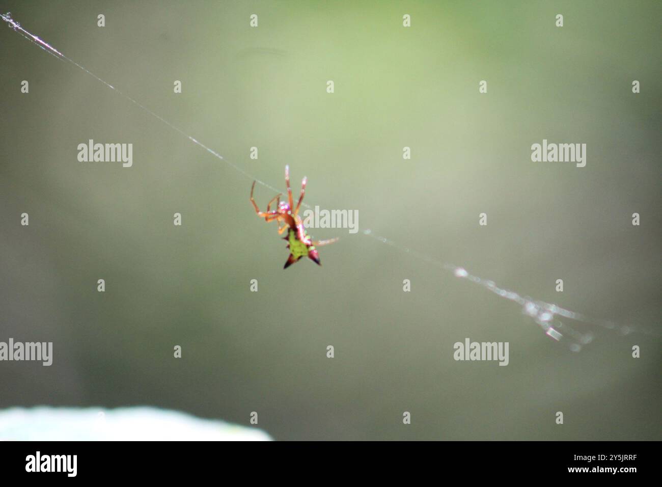 Arrow-shaped Orbweaver (Micrathena sagittata) Arachnida Stock Photo - Alamy
