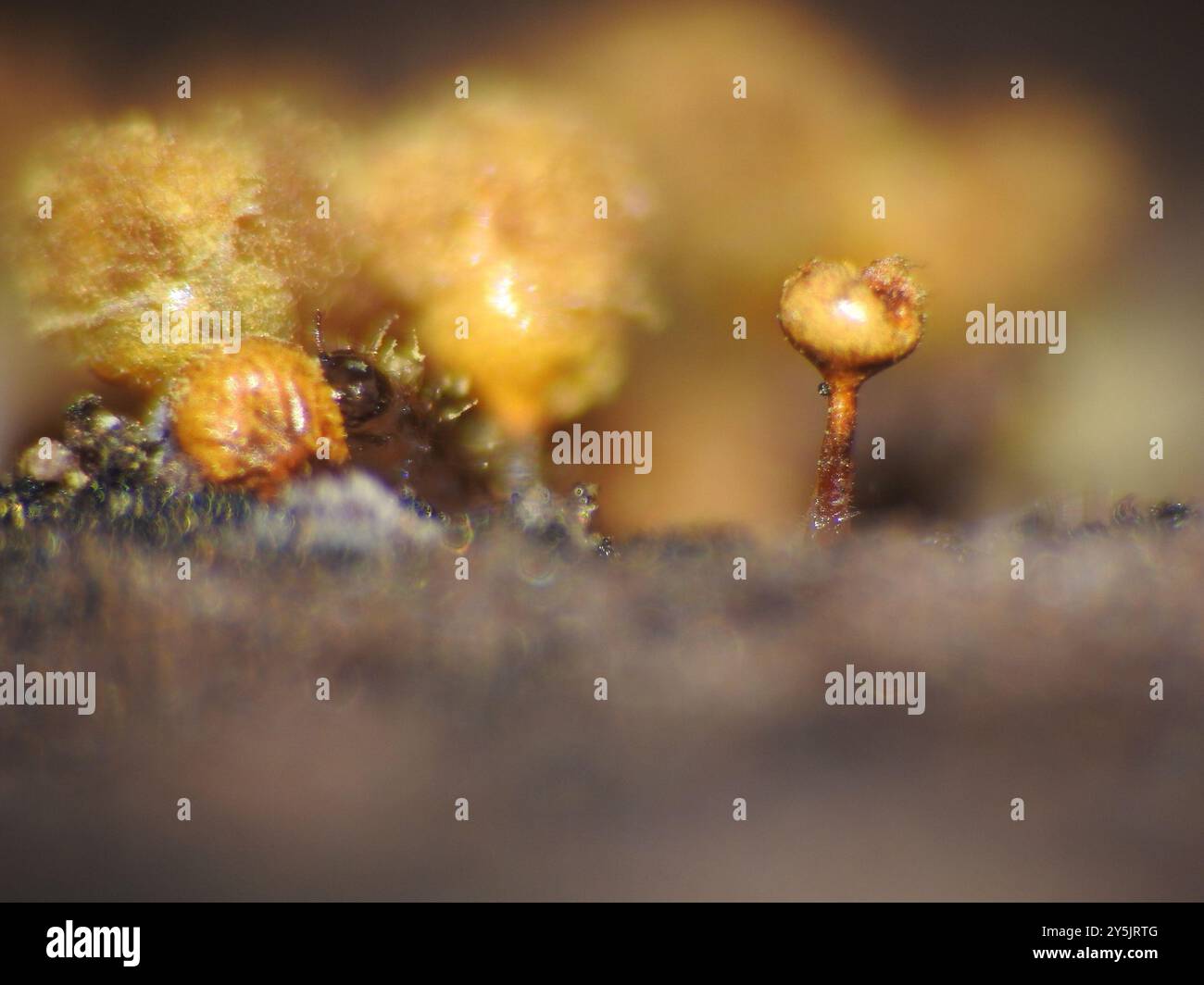 Push Pin Slime Mold (Hemitrichia calyculata) Protozoa Stock Photo - Alamy