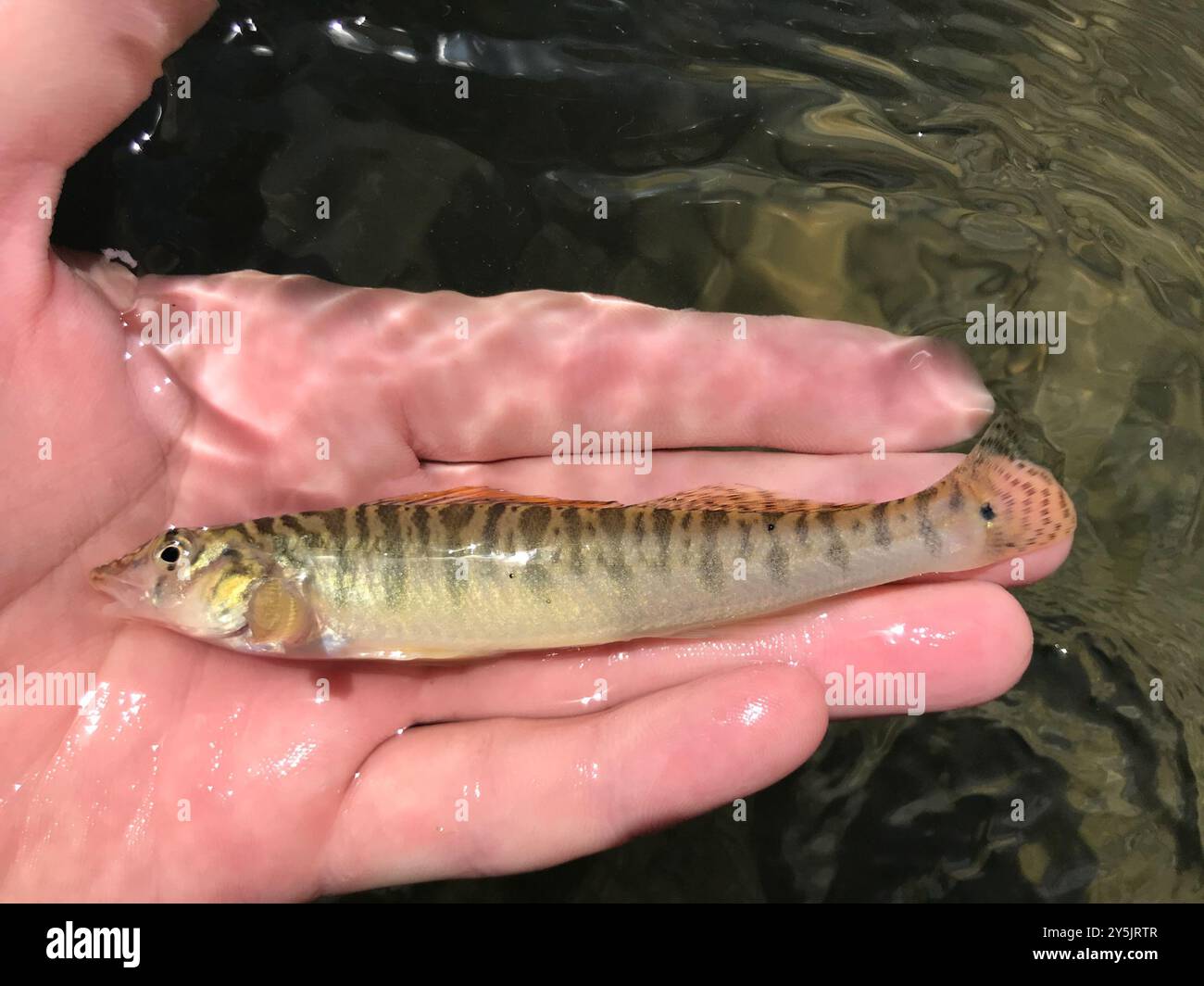 Texas Logperch (Percina carbonaria) Actinopterygii Stock Photo - Alamy