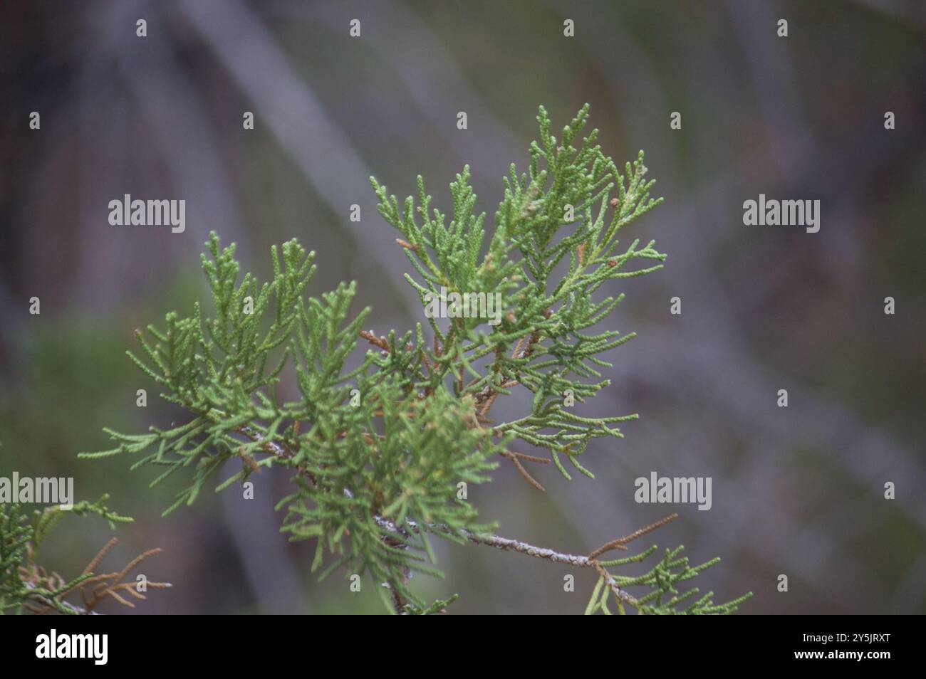 Sierra juniper (Juniperus grandis) Plantae Stock Photo - Alamy