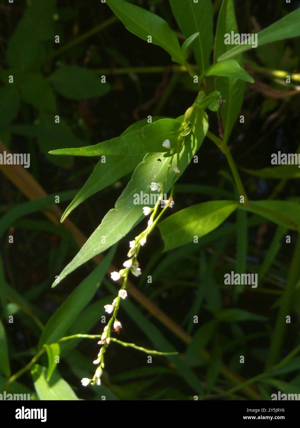 waterpepper (Persicaria hydropiper) Plantae Stock Photo - Alamy