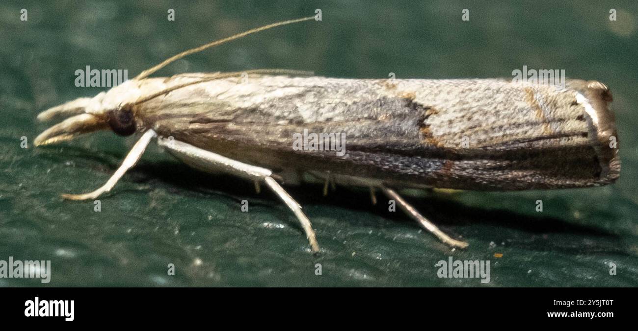 Bluegrass Webworm Moth (Parapediasia teterrellus) Insecta Stock Photo ...