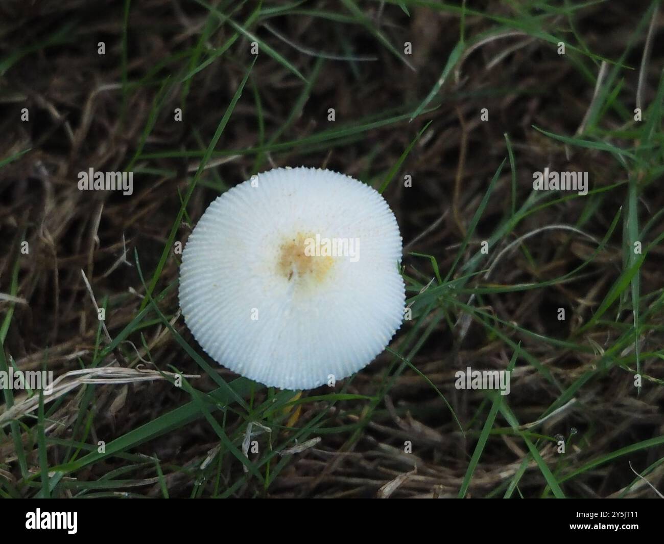 Fragile Dapperling (Leucocoprinus fragilissimus) Fungi Stock Photo - Alamy