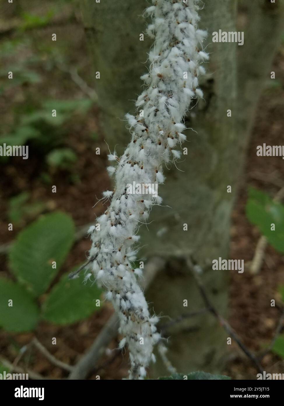 Beech Blight Aphid (Grylloprociphilus imbricator) Insecta Stock Photo ...