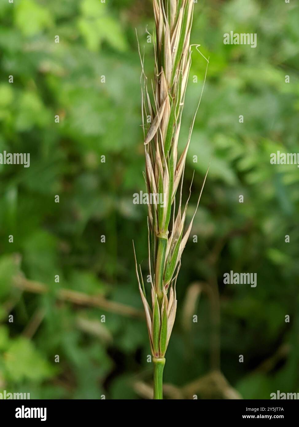 blue wild rye (Elymus glaucus) Plantae Stock Photo - Alamy