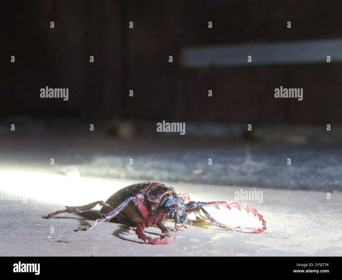 California Root Borer (Prionus californicus) Insecta Stock Photo - Alamy