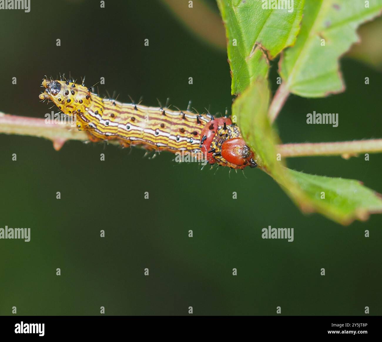 Red-humped Caterpillar Moth (Oedemasia concinna) Insecta Stock Photo ...