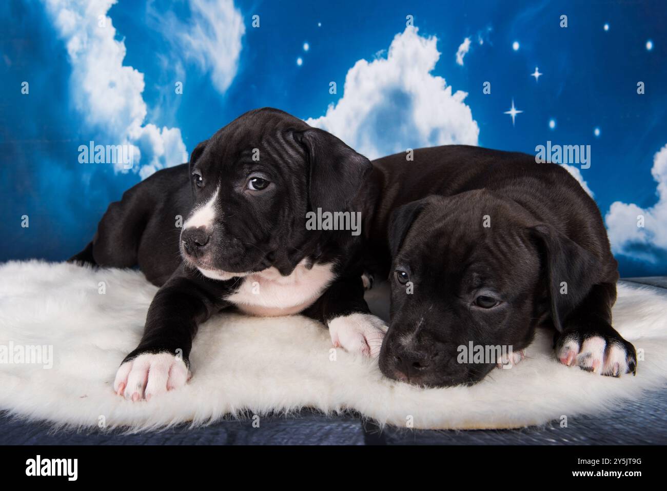 Two Black male American Staffordshire Bull Terrier dogs puppies on blue ...