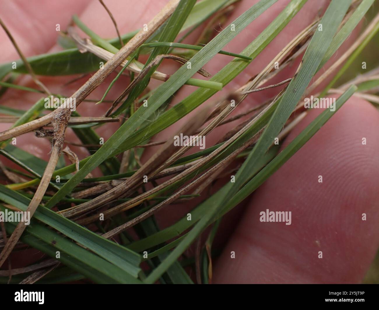 Upright Brome (Bromus erectus) Plantae Stock Photo - Alamy