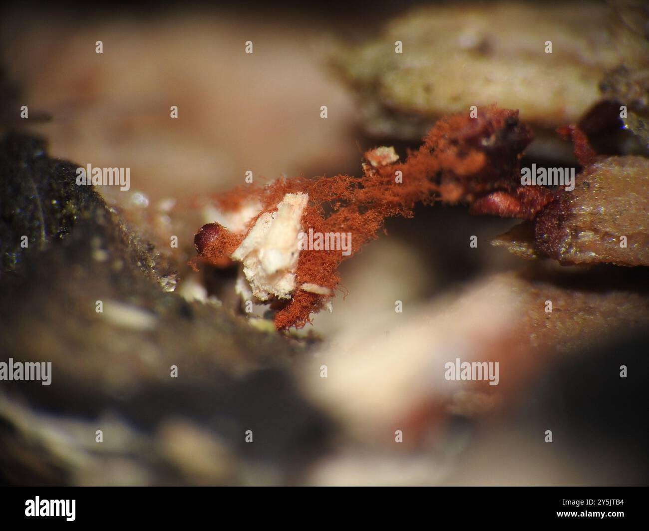 Wasp's Nest Slime Mold (Metatrichia vesparia) Protozoa Stock Photo - Alamy