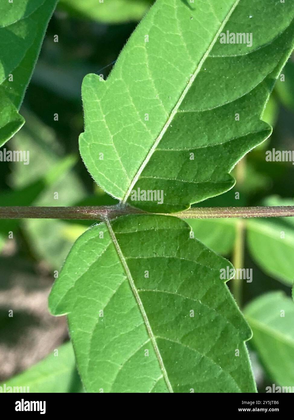 tree-of-heaven (Ailanthus altissima) Plantae Stock Photo - Alamy