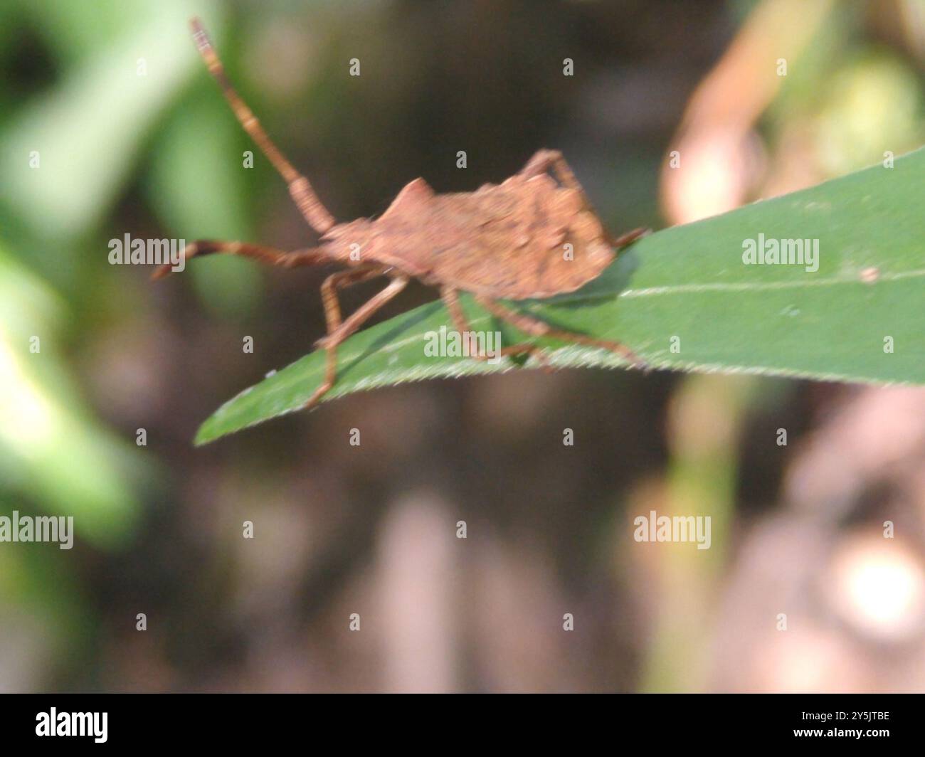 Dock Bug (Coreus marginatus) Insecta Stock Photo - Alamy