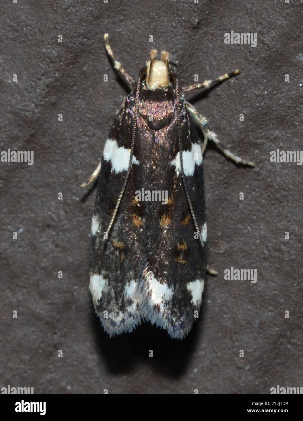 Redbud Leaffolder Moth (Fascista cercerisella) Insecta Stock Photo - Alamy