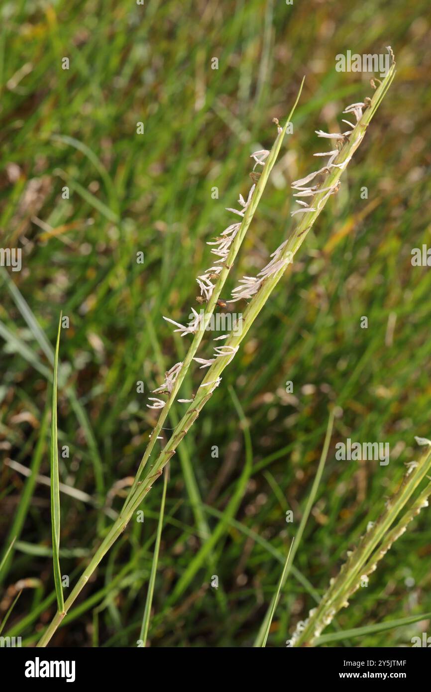 common cordgrass (Sporobolus anglicus) Plantae Stock Photo - Alamy