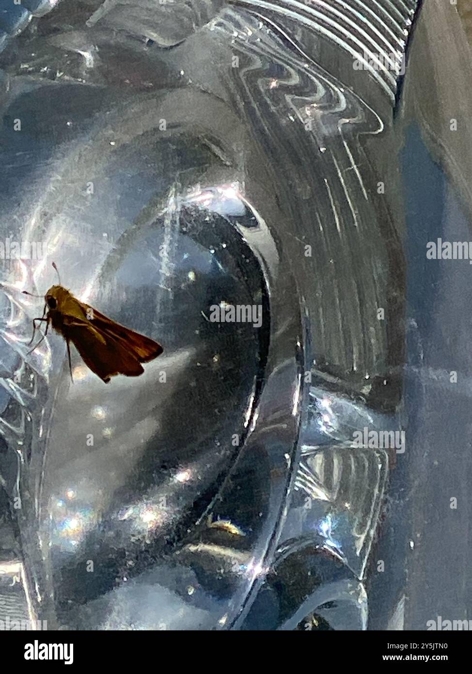 Fiery Skipper (Hylephila phyleus) Insecta Stock Photo - Alamy