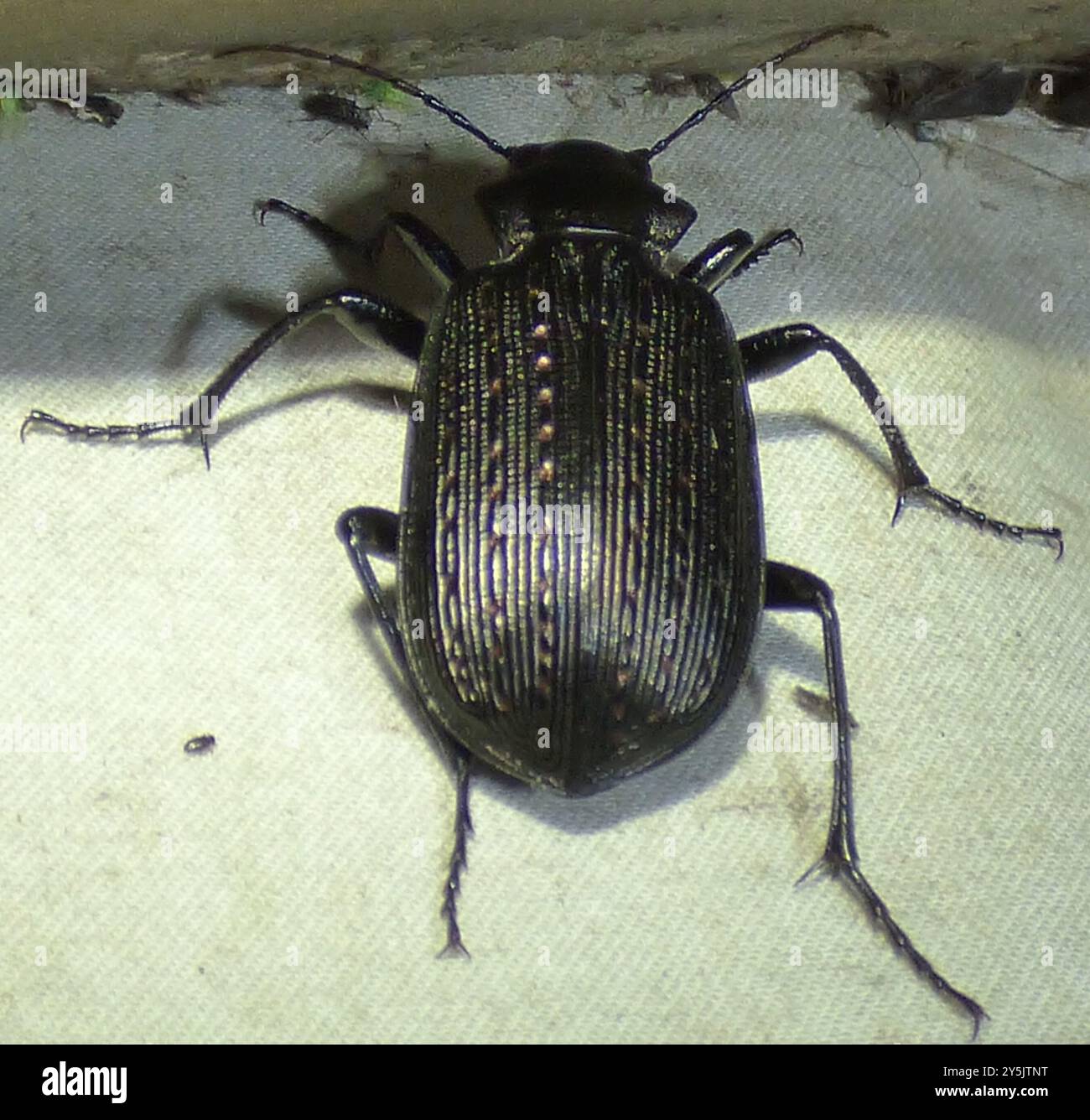 Black Caterpillar Hunter (Calosoma sayi) Insecta Stock Photo - Alamy