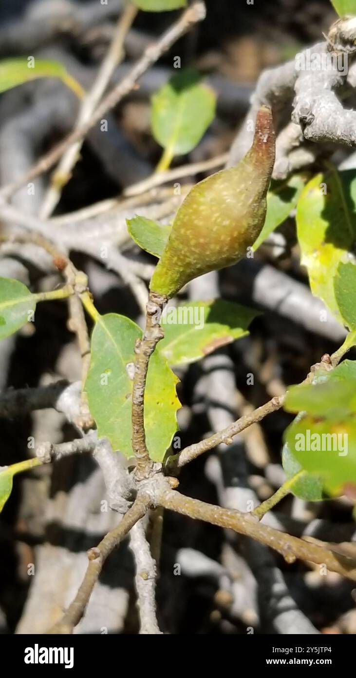 huckleberry oak (Quercus vacciniifolia) Plantae Stock Photo - Alamy