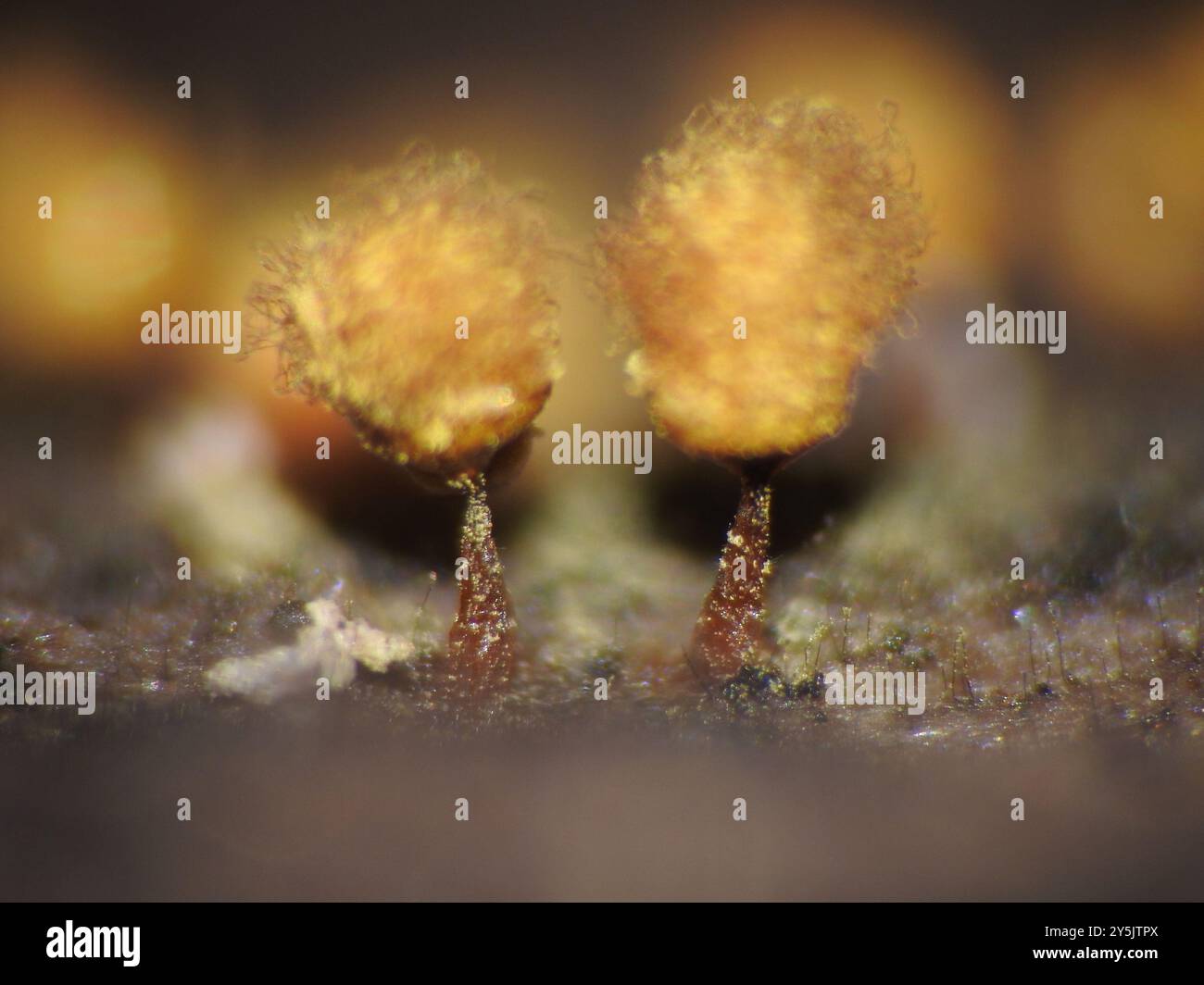 Push Pin Slime Mold (Hemitrichia calyculata) Protozoa Stock Photo - Alamy