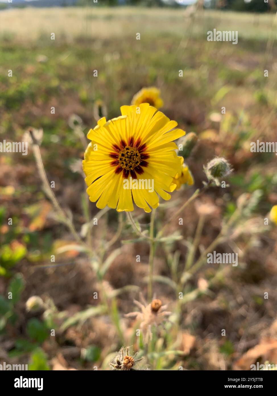 Common Madia (Madia elegans) Plantae Stock Photo - Alamy