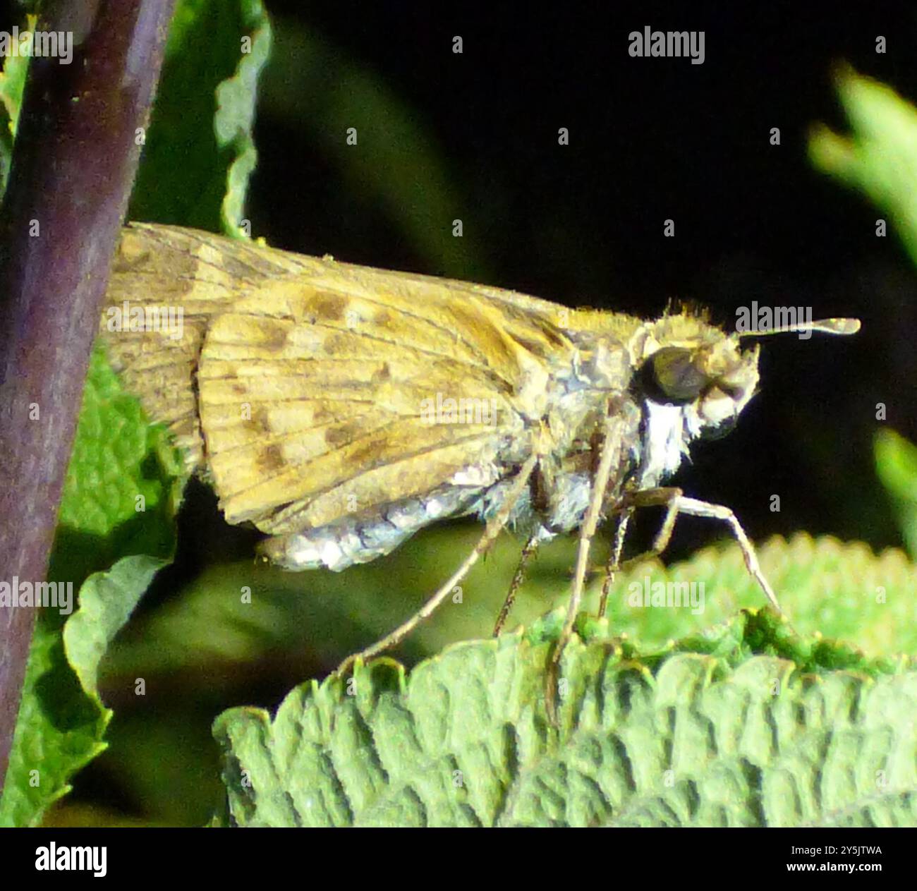 Fiery Skipper (Hylephila phyleus) Insecta Stock Photo - Alamy