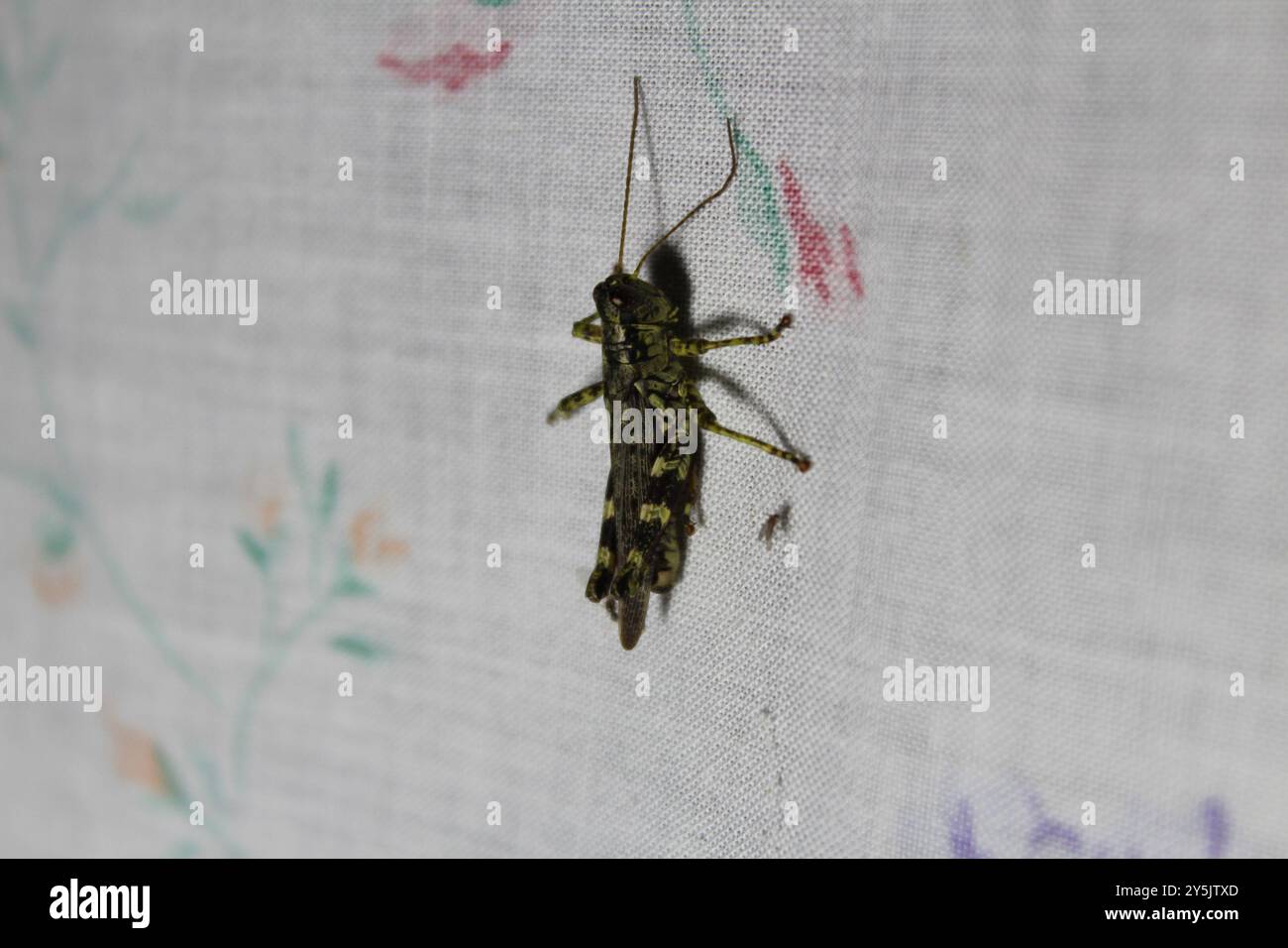 Pine tree Spur-throat Grasshopper (Melanoplus punctulatus) Insecta ...