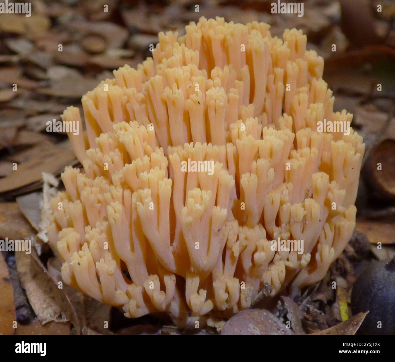 Coral Fungi (Ramaria) Fungi Stock Photo - Alamy