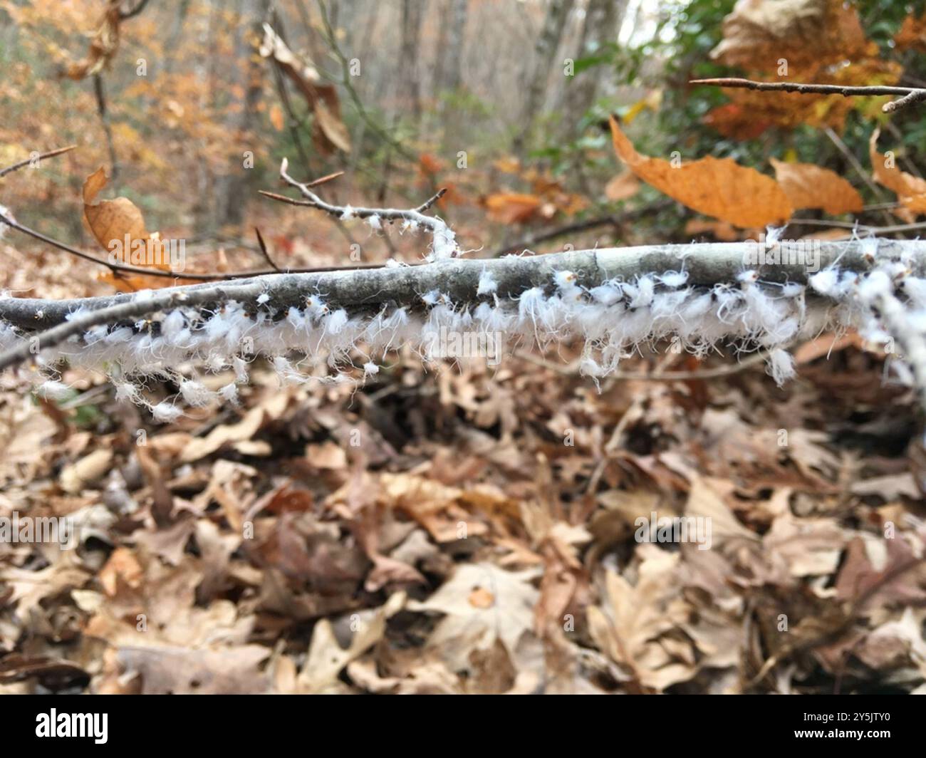Beech Blight Aphid (Grylloprociphilus imbricator) Insecta Stock Photo ...