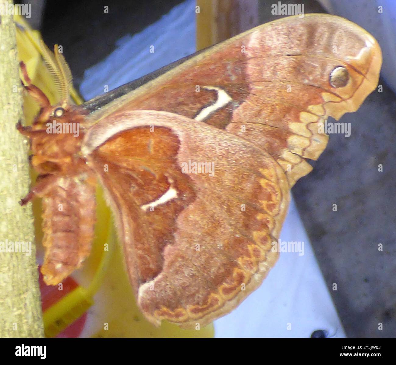 Tulip-tree Silkmoth (Callosamia angulifera) Insecta Stock Photo - Alamy
