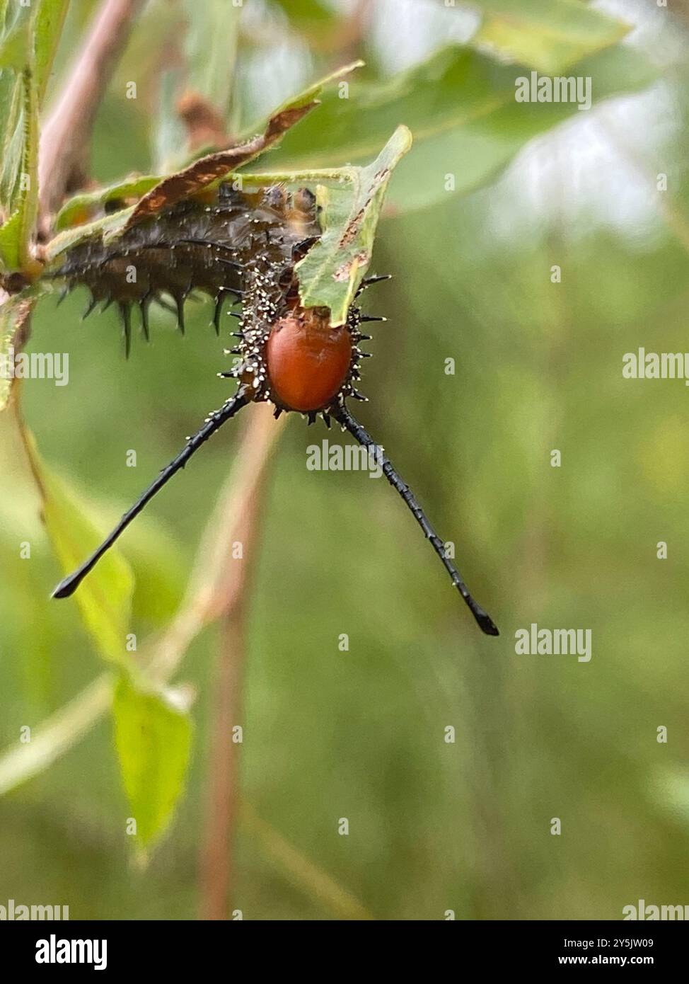 Spiny Oakworm Moth (Anisota stigma) Insecta Stock Photo - Alamy
