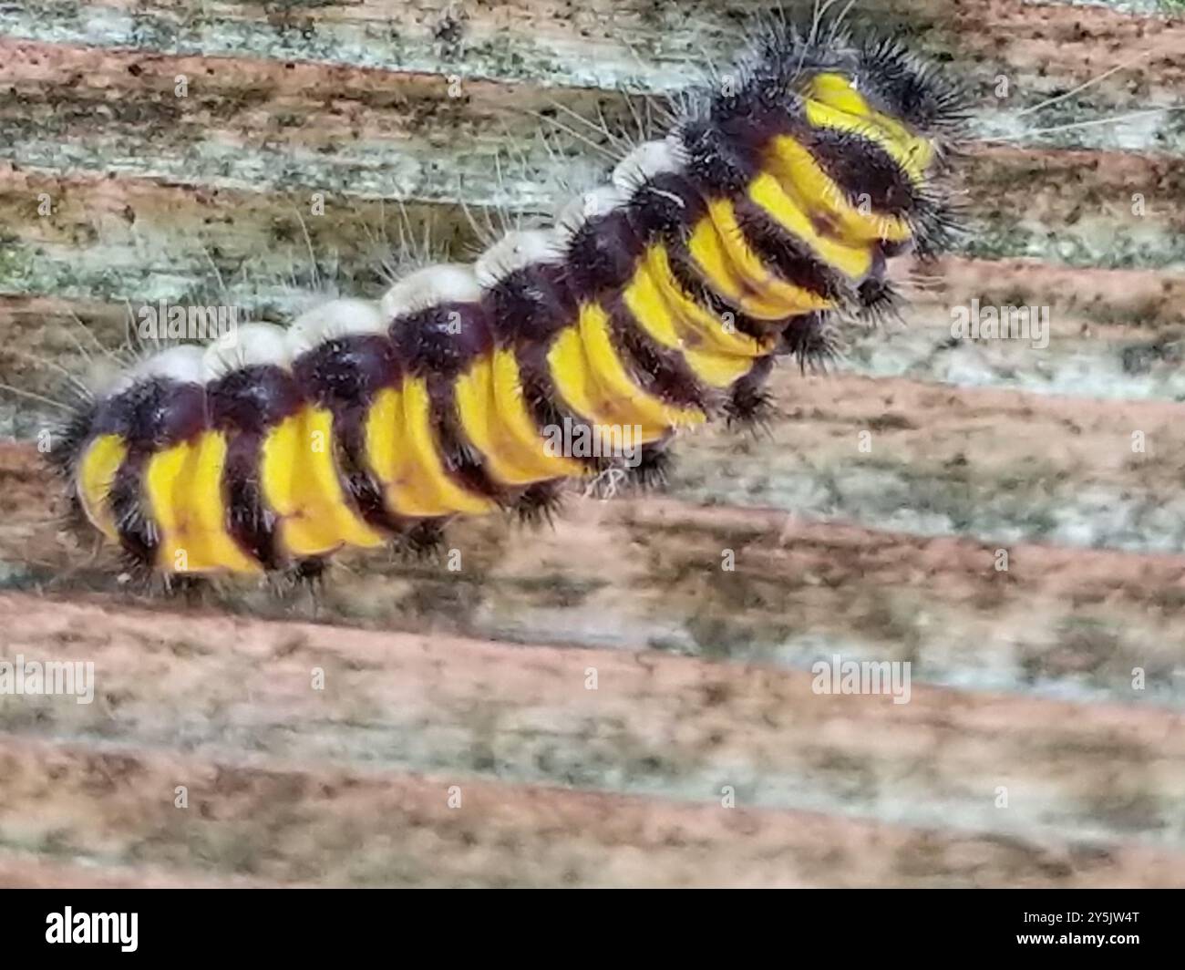 Grapeleaf Skeletonizer Moth (Harrisina americana) Insecta Stock Photo ...