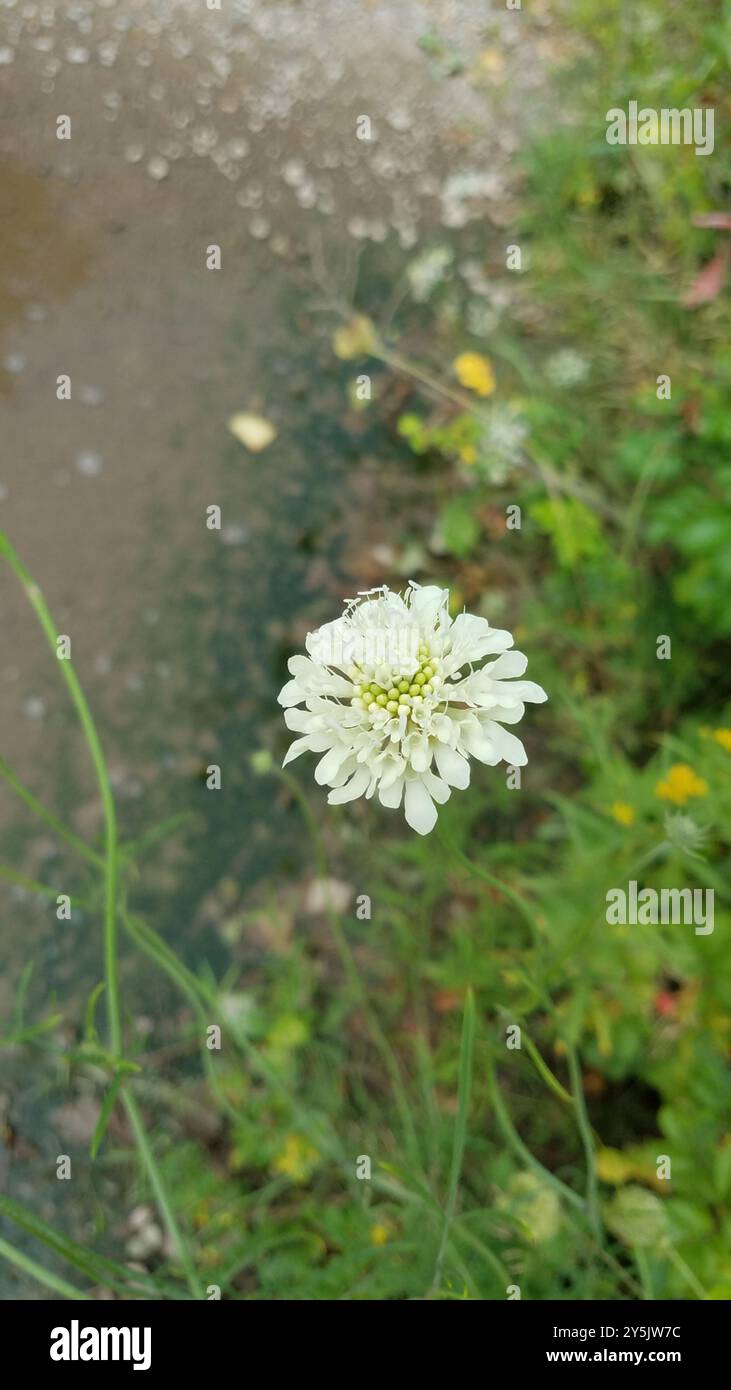 Cream Scabious (Scabiosa ochroleuca) Plantae Stock Photo - Alamy