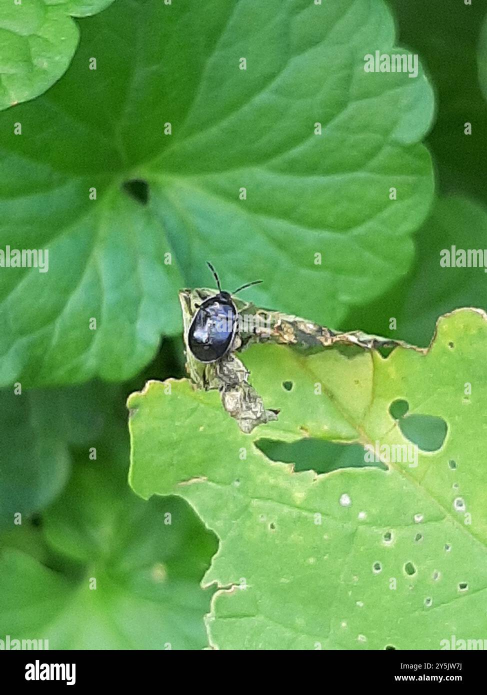 White-margined Burrower Bug (Sehirus cinctus) Insecta Stock Photo - Alamy