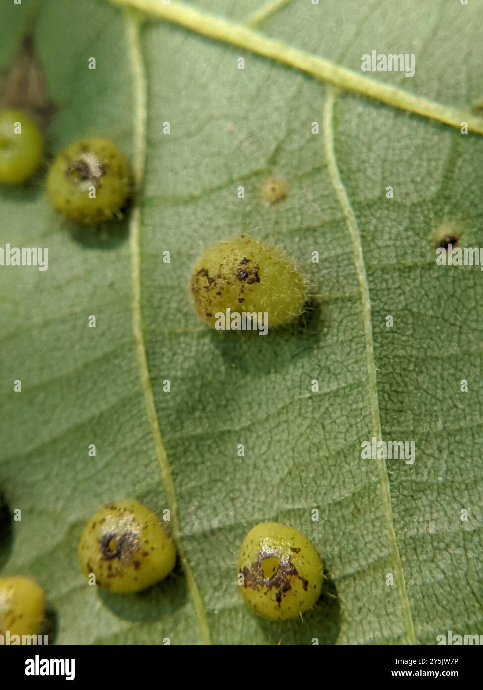 Hickory Placenta Gall Midge (Caryomyia thompsoni) Insecta Stock Photo ...