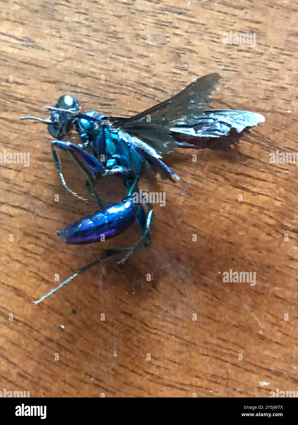 Steel-blue Cricket-hunter Wasp (Chlorion aerarium) Insecta Stock Photo ...