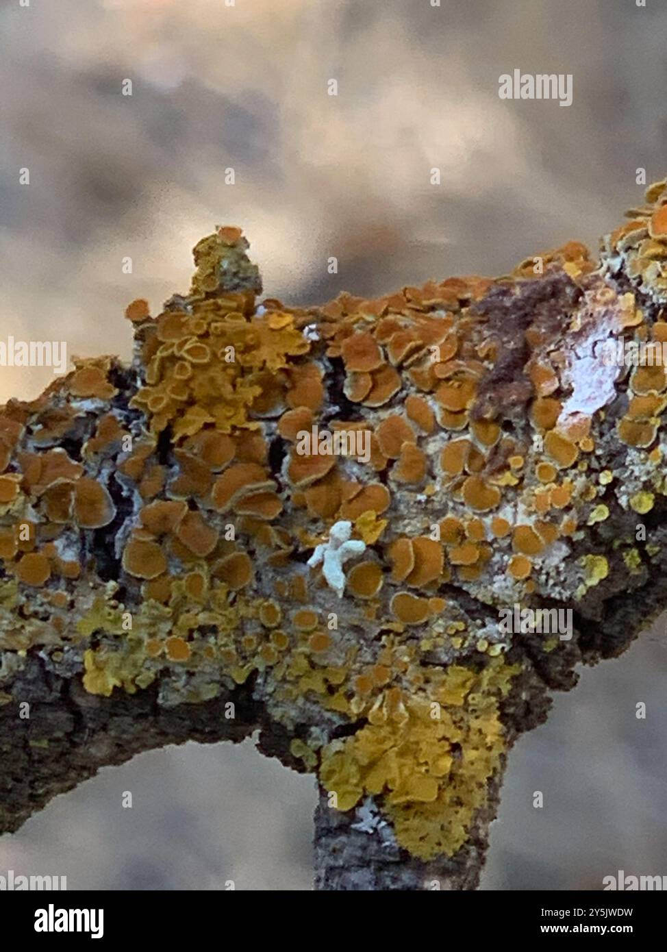 Pin-cushion Sunburst Lichen (Polycauliona polycarpa) Fungi Stock Photo ...