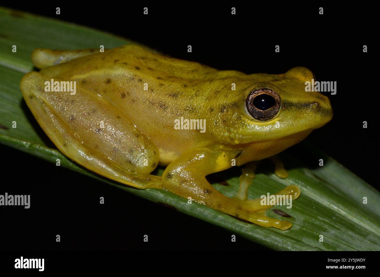 Dotted Reed Frog (Hyperolius guttulatus) Amphibia Stock Photo - Alamy