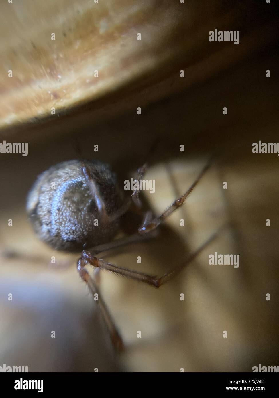 Common House Spider (Parasteatoda tepidariorum) Arachnida Stock Photo ...