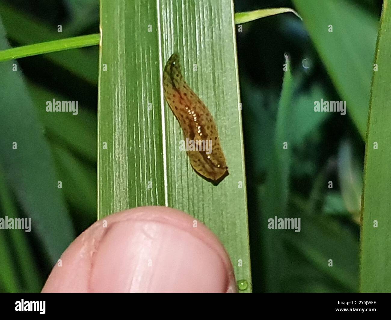 Leaf-veined Slugs (Athoracophoridae) Mollusca Stock Photo - Alamy