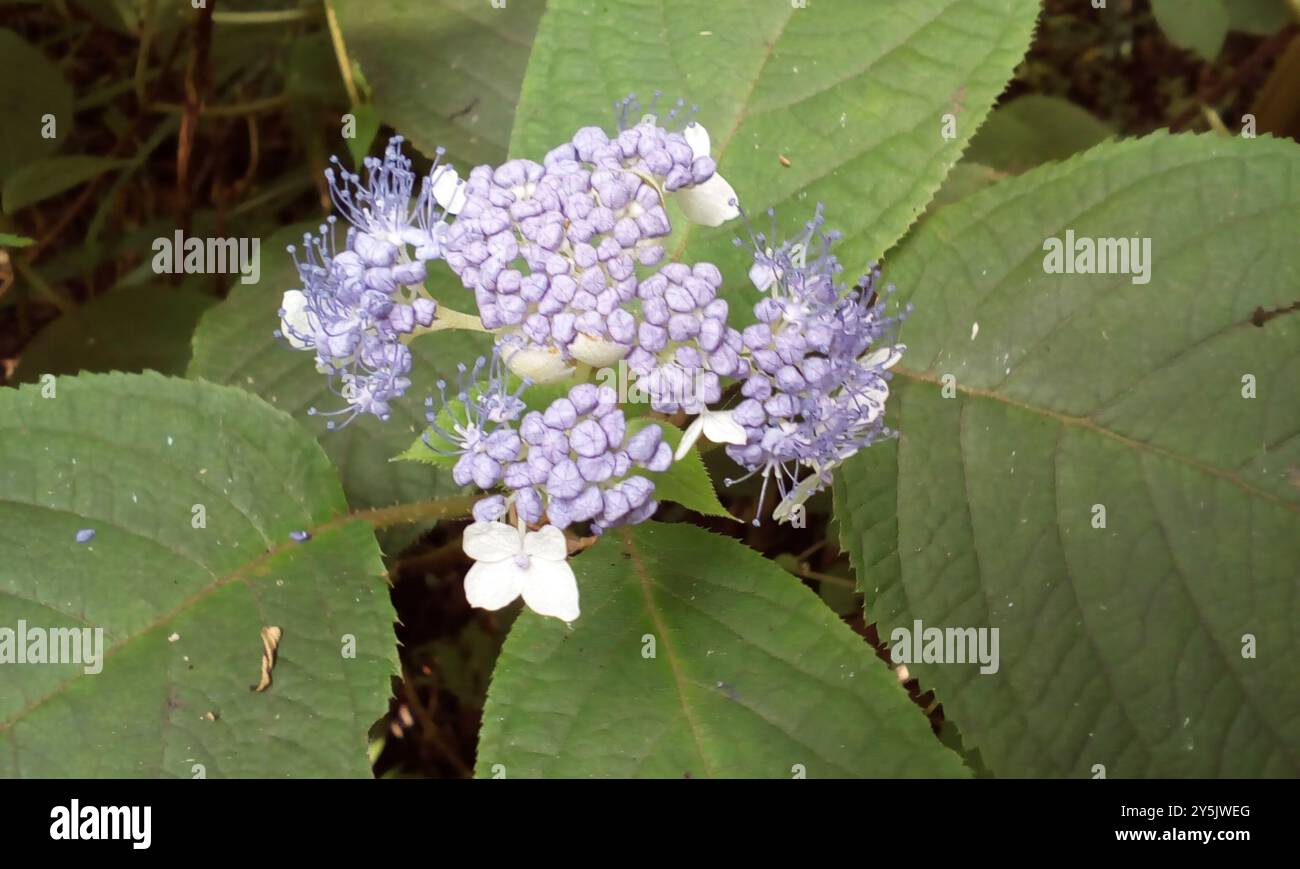 (Hydrangea involucrata) Plantae Stock Photo - Alamy