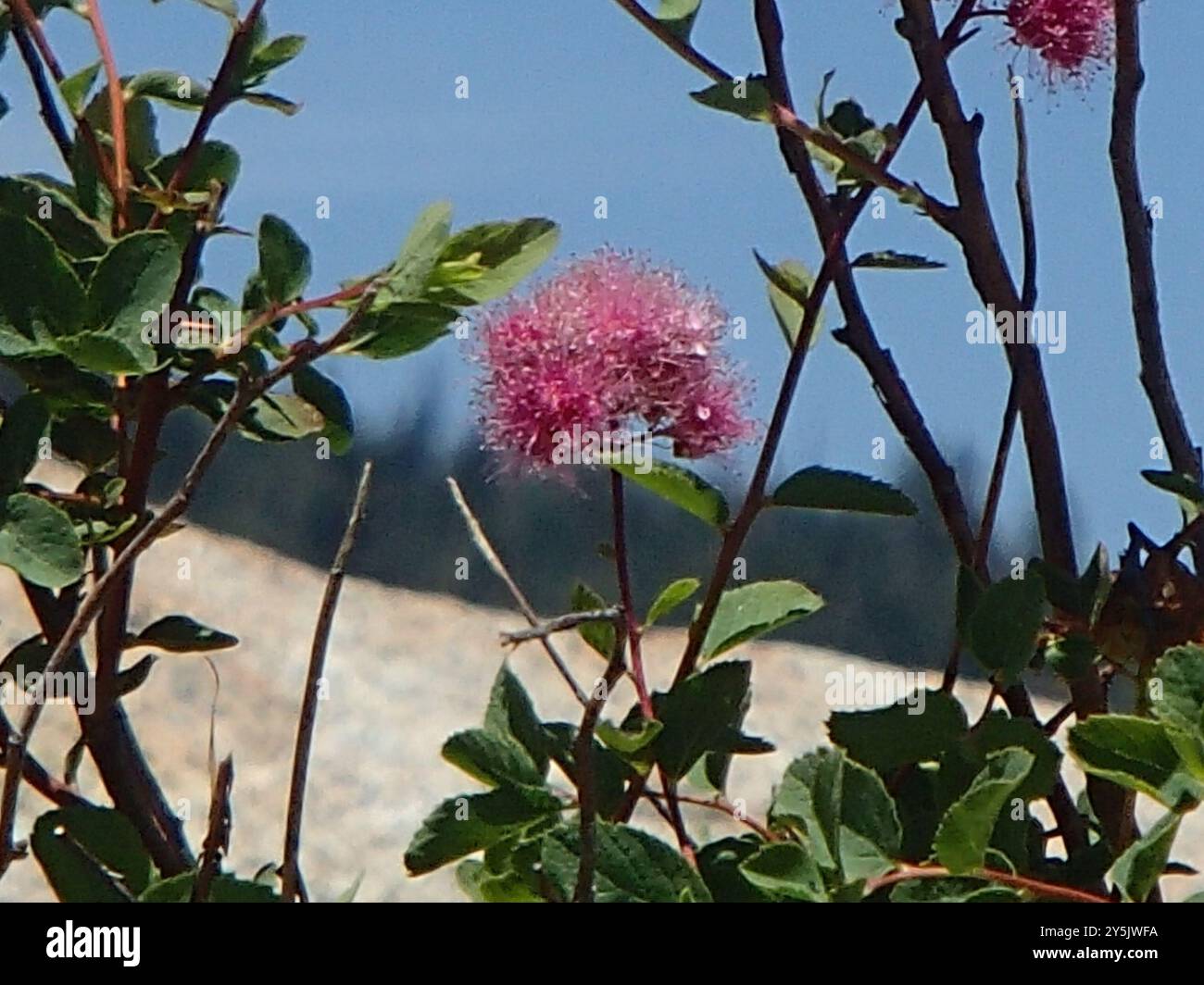 Mountain Spirea (Spiraea splendens) Plantae Stock Photo - Alamy