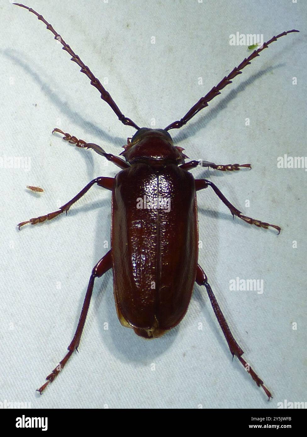 Tooth-necked Longhorn Beetle (Prionus pocularis) Insecta Stock Photo ...