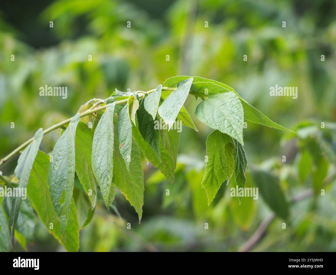 calabur tree (Muntingia calabura) Plantae Stock Photo - Alamy