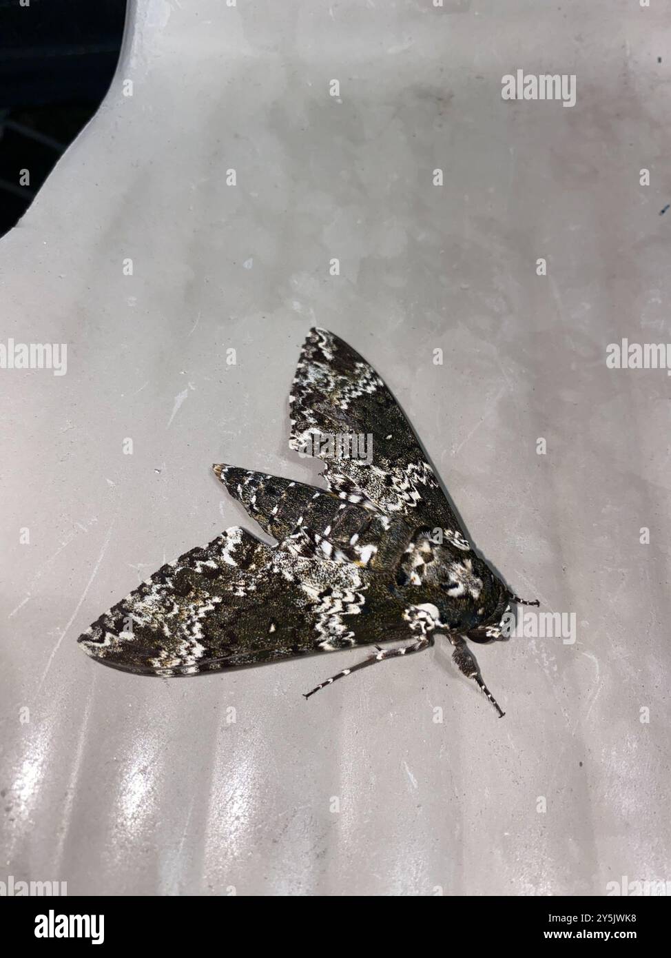 Rustic Sphinx (Manduca rustica) Insecta Stock Photo - Alamy