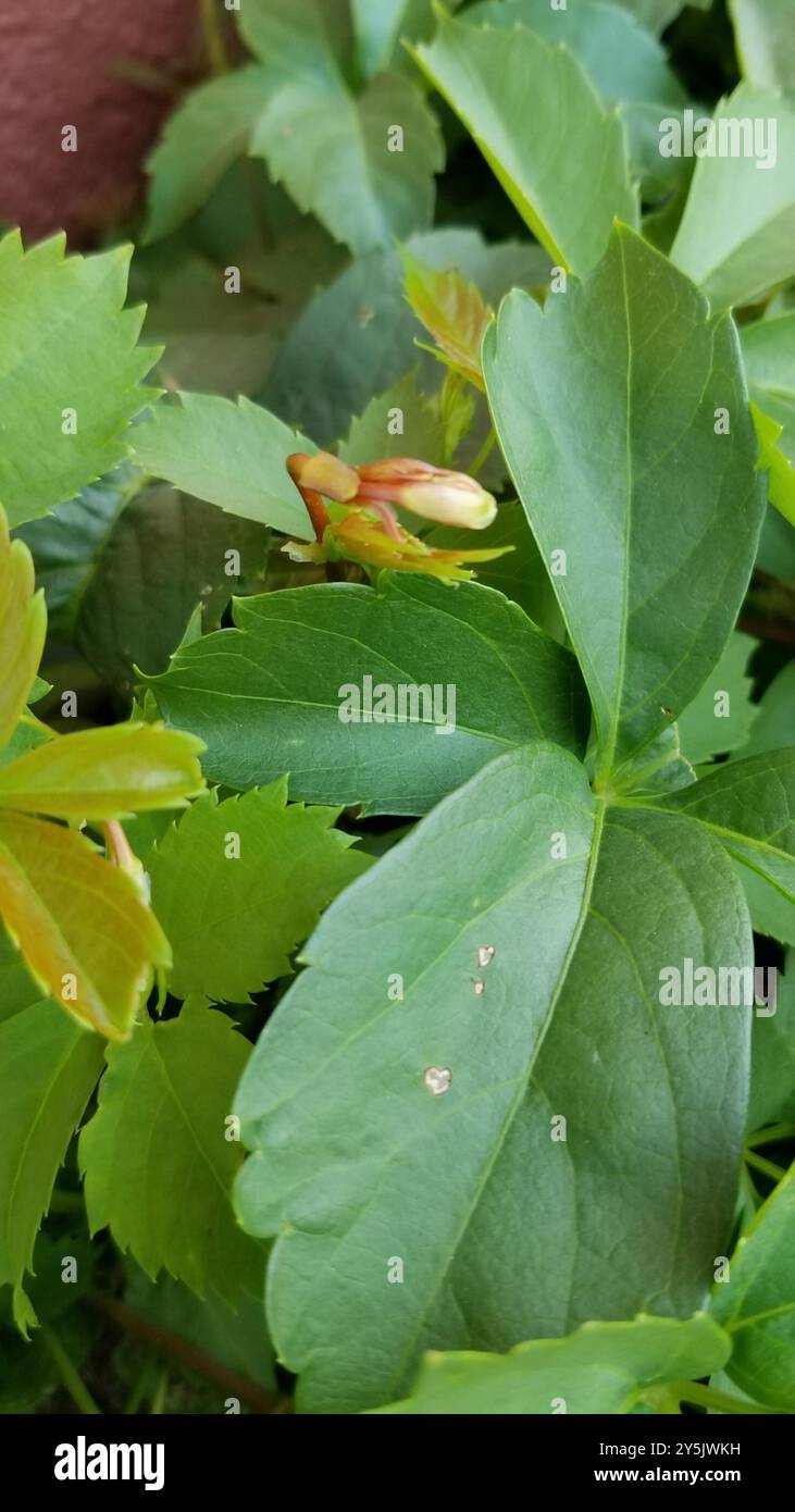 thicket creeper (Parthenocissus inserta) Plantae Stock Photo - Alamy