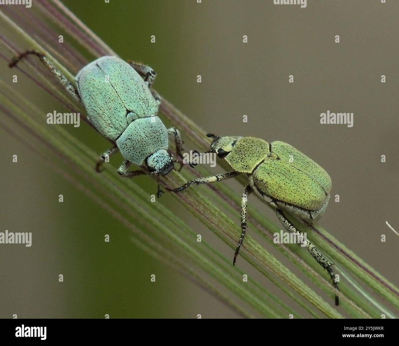 (Hoplia parvula) Insecta Stock Photo - Alamy