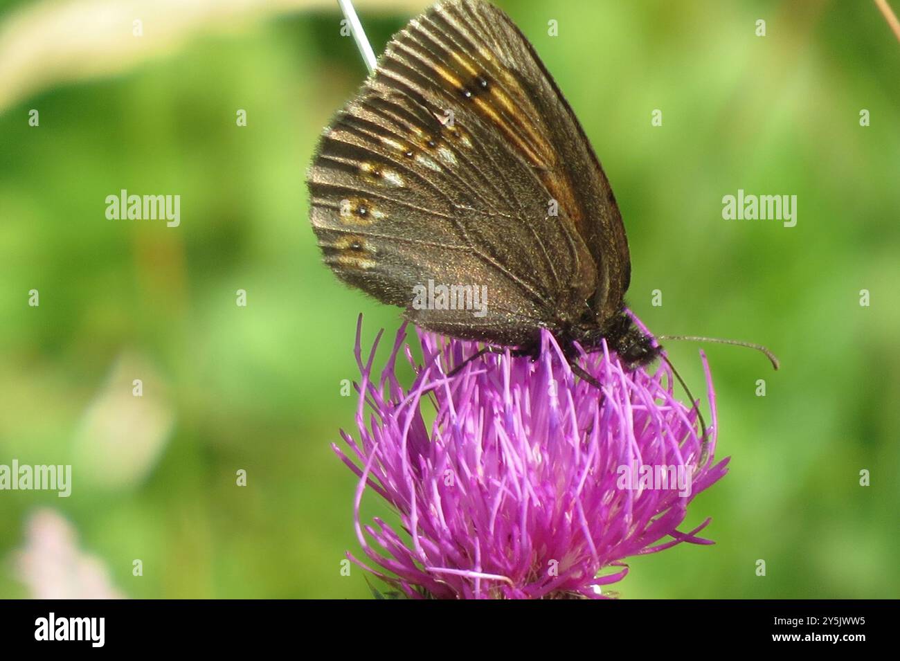 Almond Ringlet (Erebia alberganus) Insecta Stock Photo - Alamy