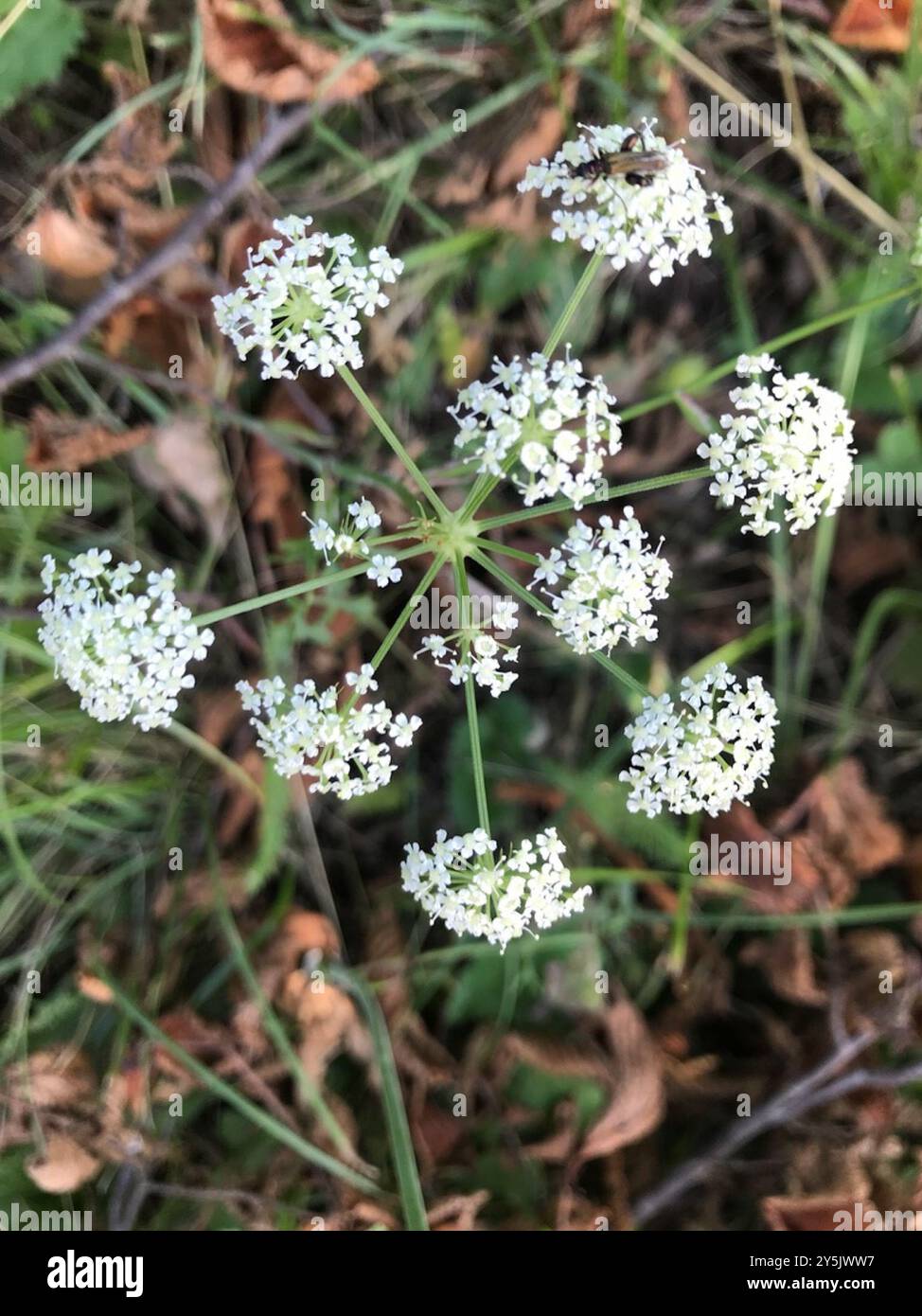 Hemlock Water-dropwort (Oenanthe crocata) Plantae Stock Photo - Alamy