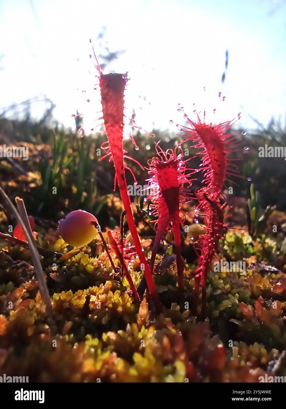Great Sundew (Drosera anglica) Plantae Stock Photo - Alamy