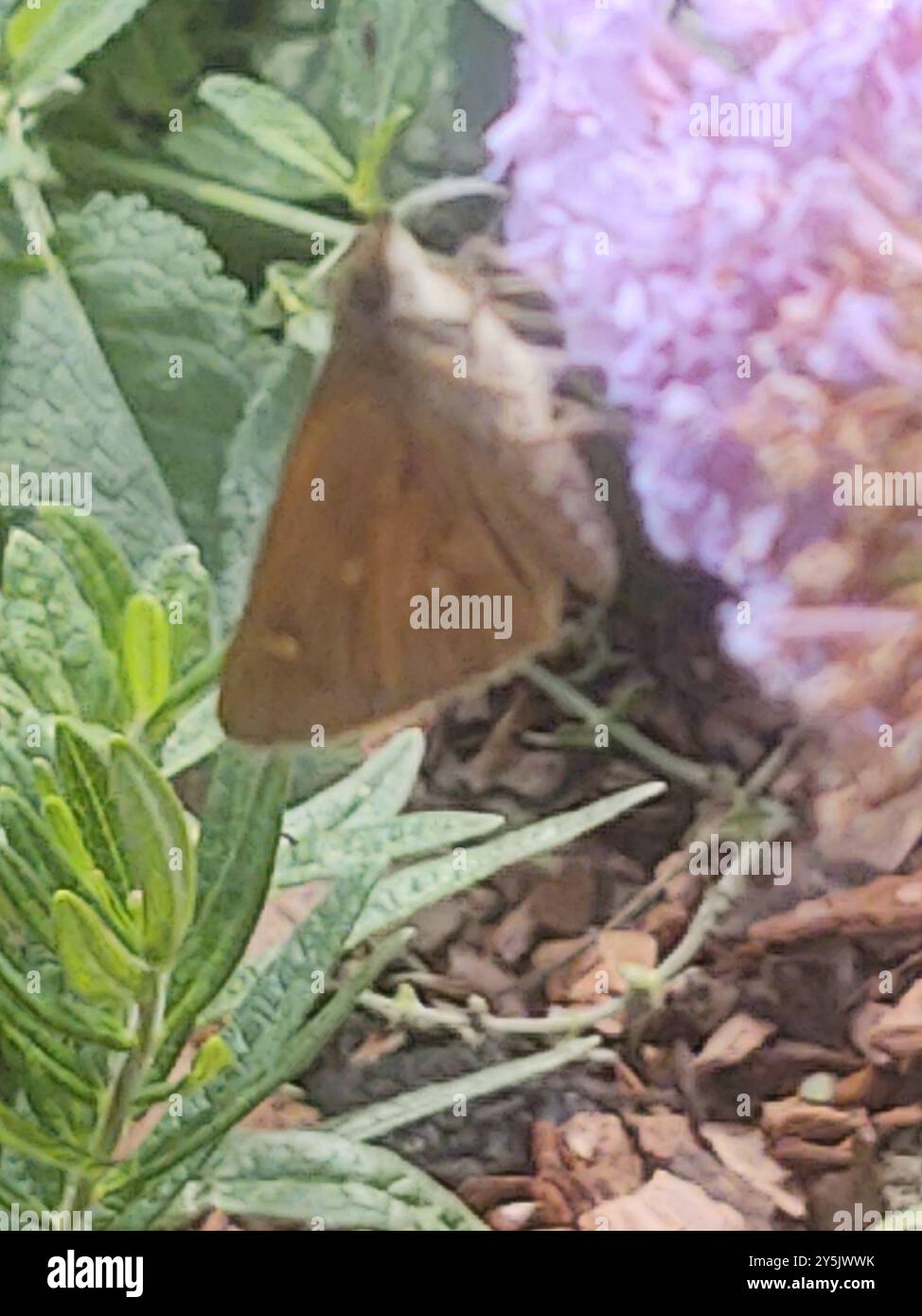 Broad-winged Skipper (Poanes viator) Insecta Stock Photo - Alamy