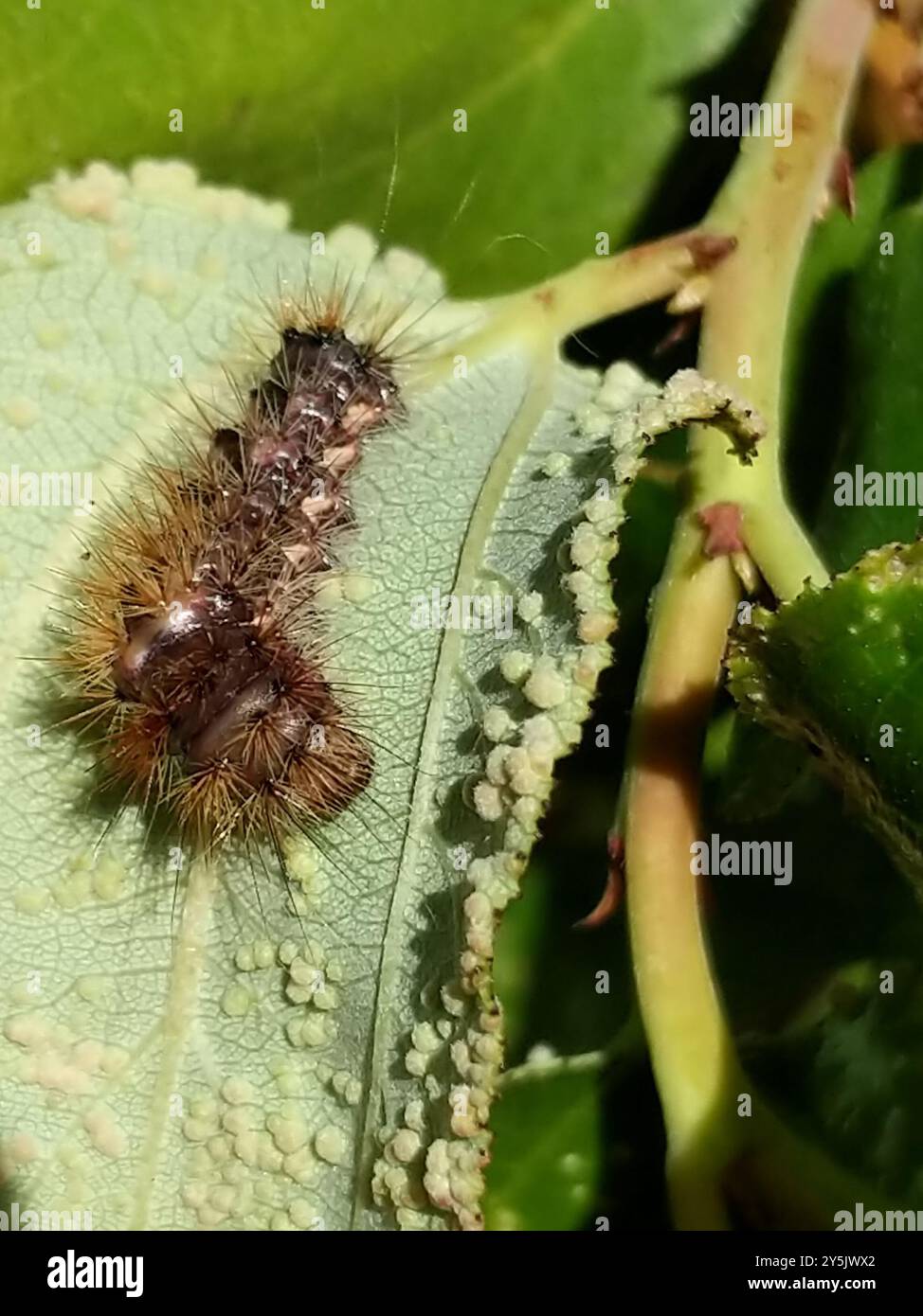Powdered Dagger (Acronicta impleta) Insecta Stock Photo - Alamy